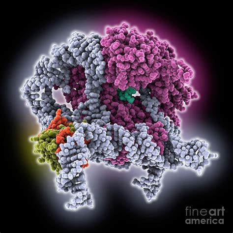 Core Of Human Telomerase Holoenzyme By Science Photo Library