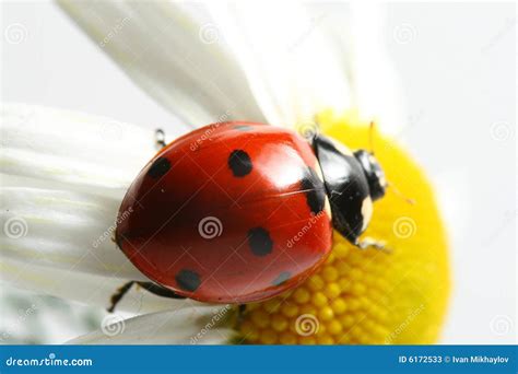 Summer Ladybug Stock Image Image Of Outdoors Botanical 6172533