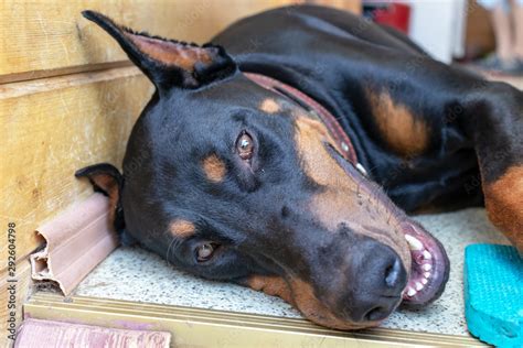 Blue Doberman Cropped Ears