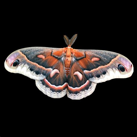 Download Cecropia Moth Spread Wings Wallpaper