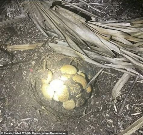 Python Nursery Raid In Florida Reveals Pair Of Female Pythons Measuring
