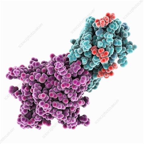 Human Interleukin 18 Complex Molecular Model Stock Image C0572574