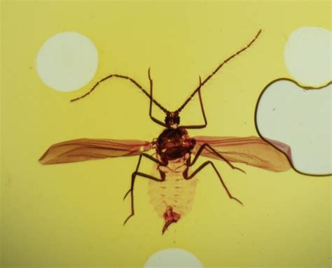 Pseudococcus Yuccae Bioquipbugs