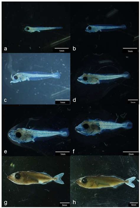 Effects Of Feeding Newly Hatched Larvae On The Growth Survival And