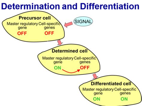 Biol 113 Genetics Of Development Flashcards Quizlet