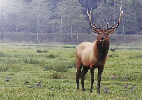 Blm Winter Bucket List 12 Dean Creek Elk Viewing Area Oregon For