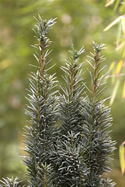 Taxus Baccata Fastigiata Robusta Kauflandde