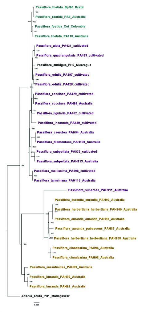 Phylogenetic Tree Of Samples In The Passifloraceae Dataset Based On