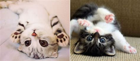 Meet The Worlds Cutest Kittens Ever Women Daily Magazine