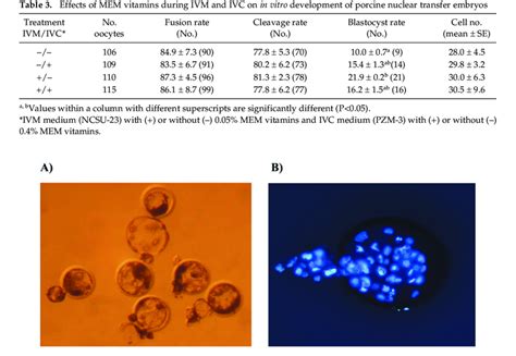 Porcine Nt Blastocysts A Were Produced By Mem Vitamin Treatment And