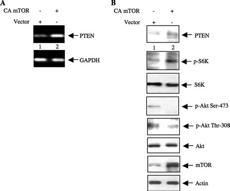 Ca Mtor Increases Pten To Regulate Phosphorylation Of Akt In 293 Cells