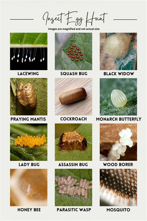 Insect Eggs Identification Guide How To Identify Small Bugs In Your
