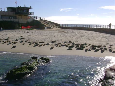 Seal Beach San Diego California At Harry Brawner Blog