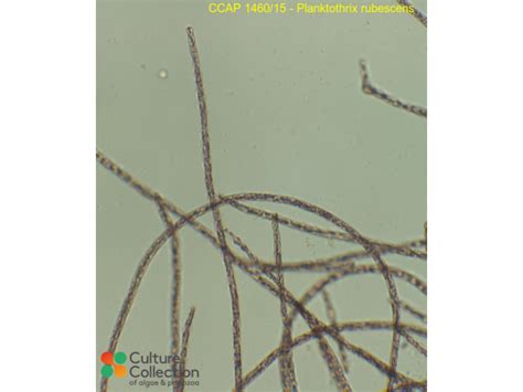 Planktothrix Rubescens
