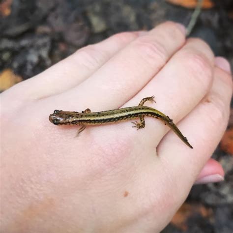 Eurycea Cirrigera Eurycea Cirrigera Picture Nature