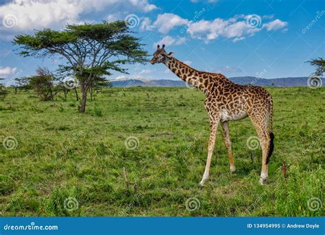 Giraffe Luscious Green Grasslands And Acacia Trees Of Serengeti