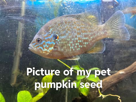 Hybrid Sunfish Rfishing