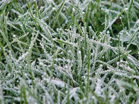 Premium Photo Full Frame Shot Of Frozen Plants