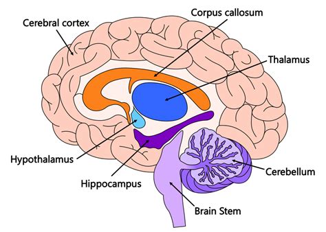Brain Diagram Hypothalamus