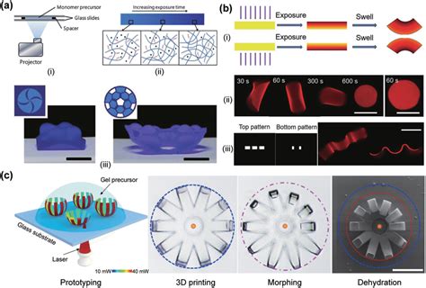 Fabrication Of Hydrogels With Different Cross‐linking Density A