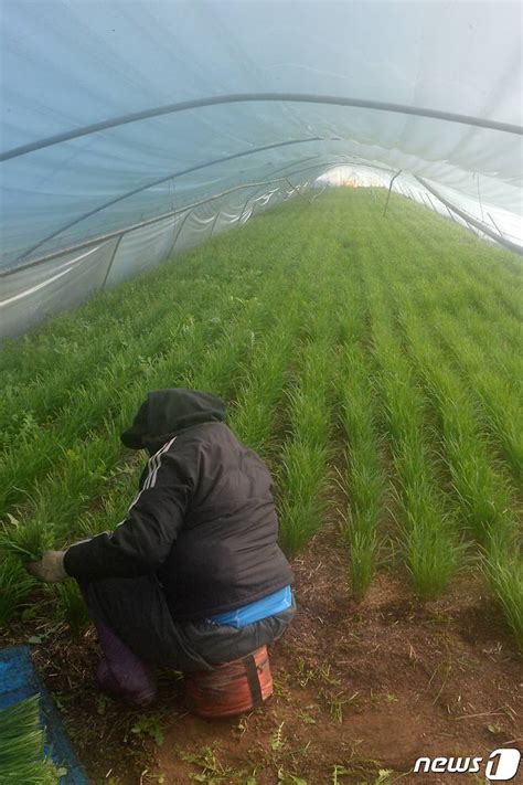 한 겨울에 만난 포항 부추