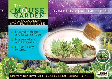 Succulent Star Mouse Continuum Games