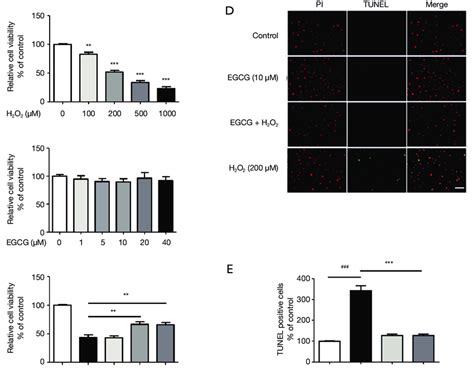 The Protective Effect Of Egcg On H 2 O 2 Induced Decreased Cell Download Scientific Diagram