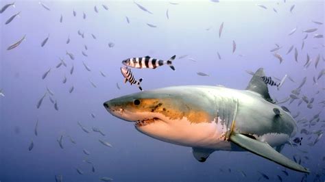 The Great White Shark Adaptations Behavioral Structural