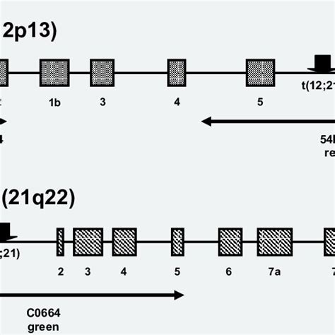 The Tel Aml1 Tel Aml1 And Aml1 Tel Fusion Products With Their Download Scientific Diagram