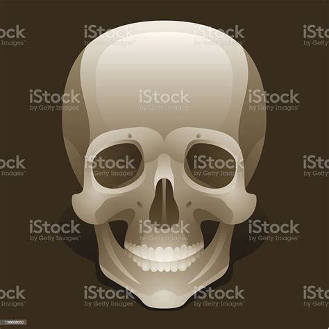Skull Stock Illustration Download Image Now Front View Human