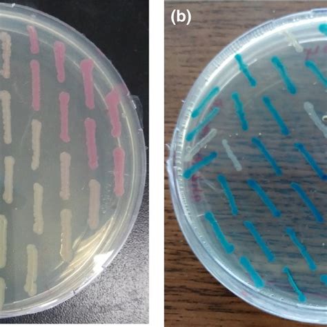 Uv Vis Absorption Spectrum Of Spinachs Extract On Diethyl Ether