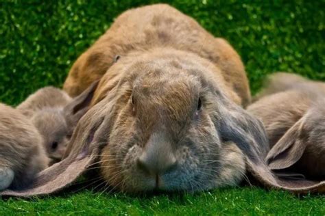 English Lop Vettop Vida Animal Junho 2025