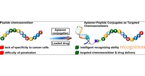 Aptamer Peptide Conjugates As Targeted Chemosensitizers For Breast