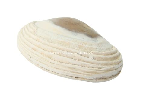 Bivalve Clam Shell Out Of The Blue Artifacts Bivalve Clam Shell Out Of The Blue Artifacts