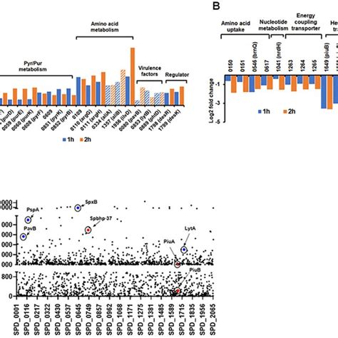 Zehava Eichenbaum Phd Georgia State University Ga Gsu Department Of Biology