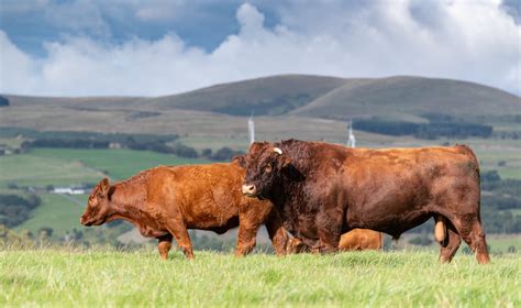 The Luing Luing Societys Heritage Breed Luing Cattle Society