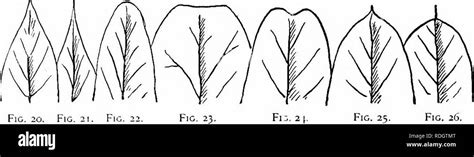Our Native Trees And How To Identify Them A Popular Study Of Their