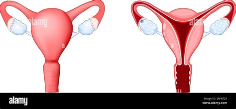 Cross Section Of Human Uterus Front View Of A Womb Female Reproductive System The Internal