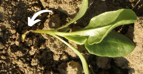 Symptoms And Signs Of Plant Damping Off Prevention Methods