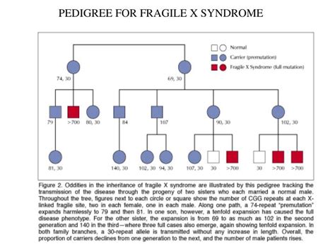 Ppt Fragile X Syndrome Powerpoint Presentation Id 6681933