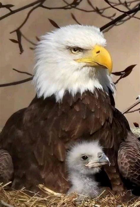 Pin On Natures Beauty Bald Eagle Pictures Beautiful Birds Amazing