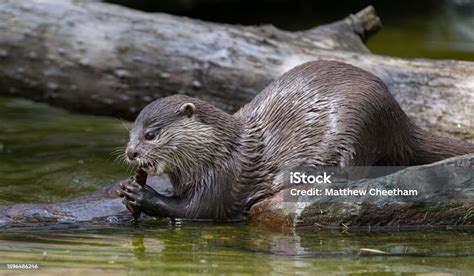 Oriental Short Clawed Otter Sitting On Rock Eating Shellfish With Both