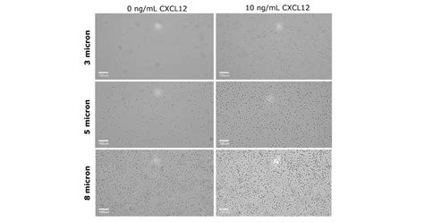 T Cell Migration Assays Using Millicell ® Cell Culture Inserts
