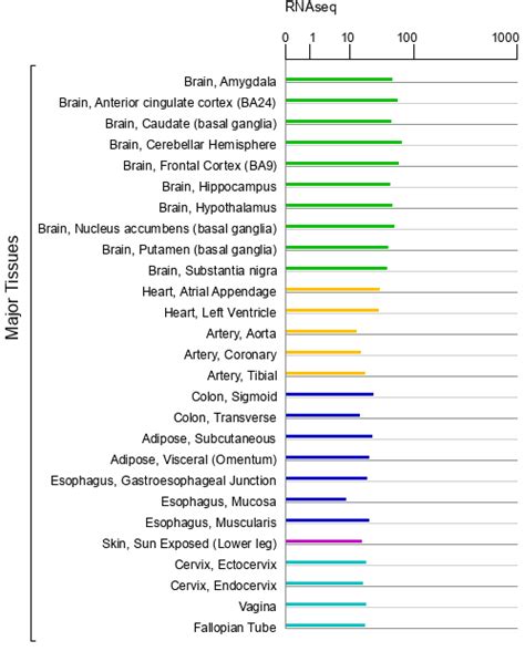 Ank2 Gene Genecards Ank2 Protein Ank2 Antibody