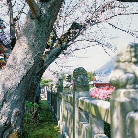 Kousanji — Kate Dollarhyde