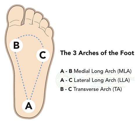 Arches Of Foot Anatomy