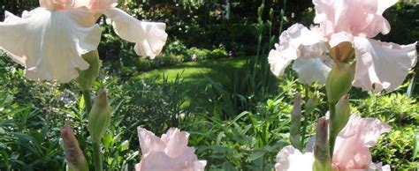 Tall Bearded Iris Iris 'Cherished'