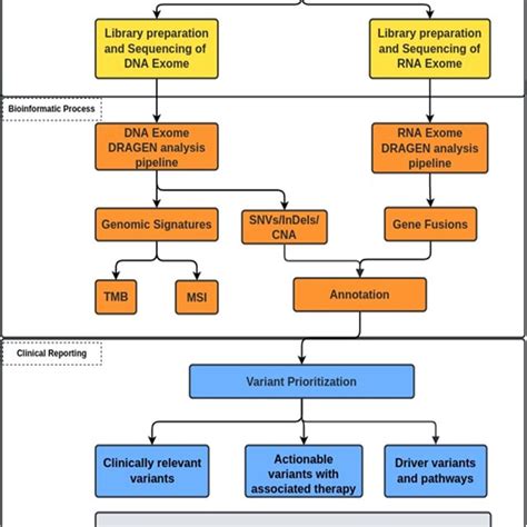 Schematic Workflow From Sample To Clinical Report Download