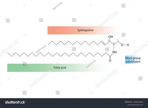 Diagram Showing Schematic Molecular Structure Sphingolipid Stock Vector