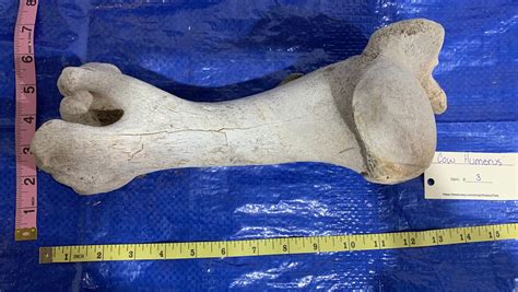 Angus Cow Humerus Etsy